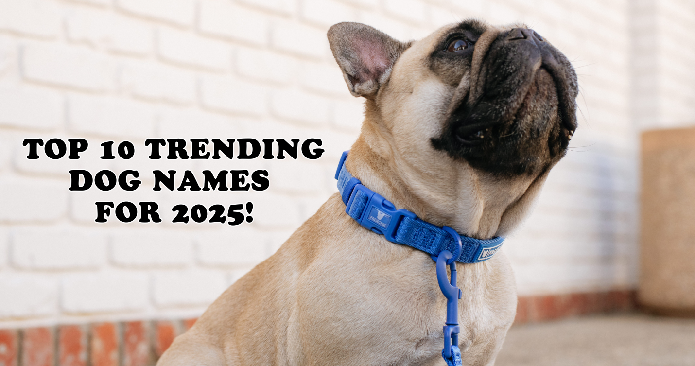 Famous Dog Names Top 100 Dog Names List The Most Popular And Unique famous-dog-names-top-100-dog-names-list-the-most-popular-and-unique
