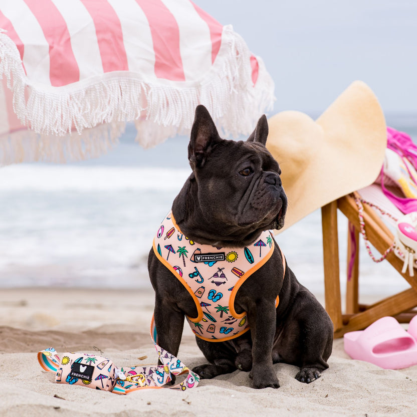 Frenchie Bulldog - (Official Site) Harnesses, Leashes & More