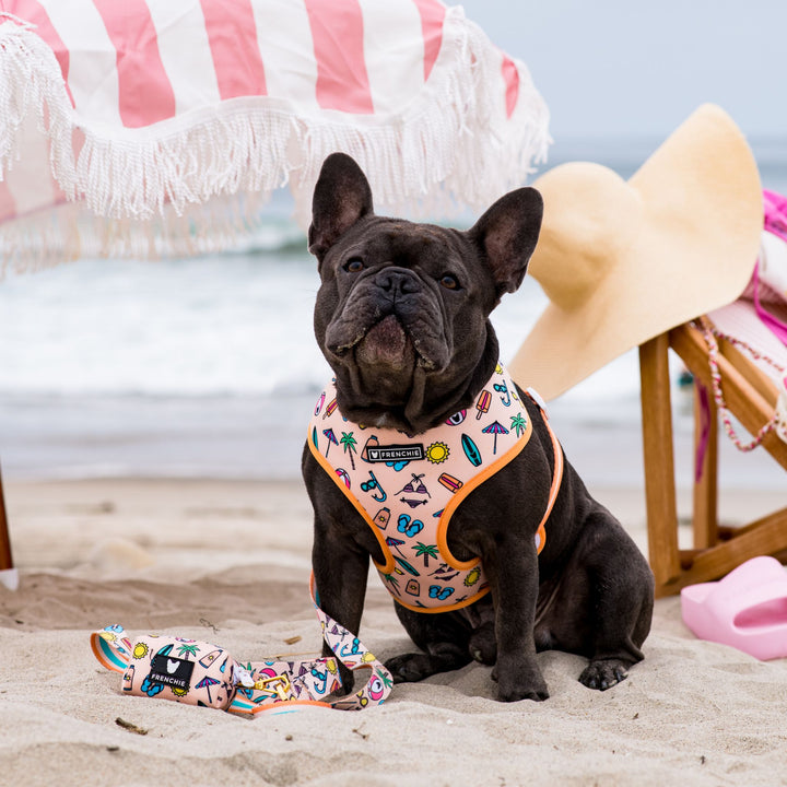 Frenchie Duo Reversible Harness - Frenchie Bulldog