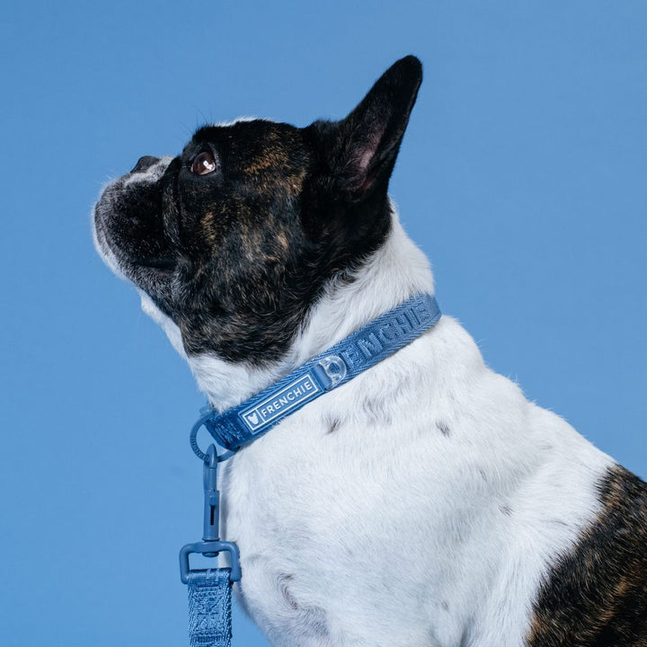 Comfort Collar | Best Collars for French Bulldogs - Frenchie Bulldog