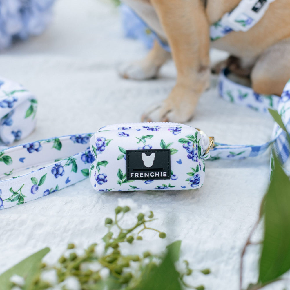 Blueberry – Frenchie Bulldog