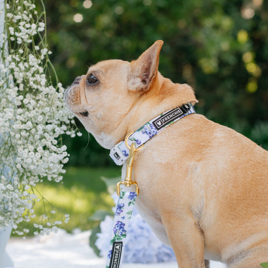 Comfort Collar | Best Collars for French Bulldogs - Frenchie Bulldog