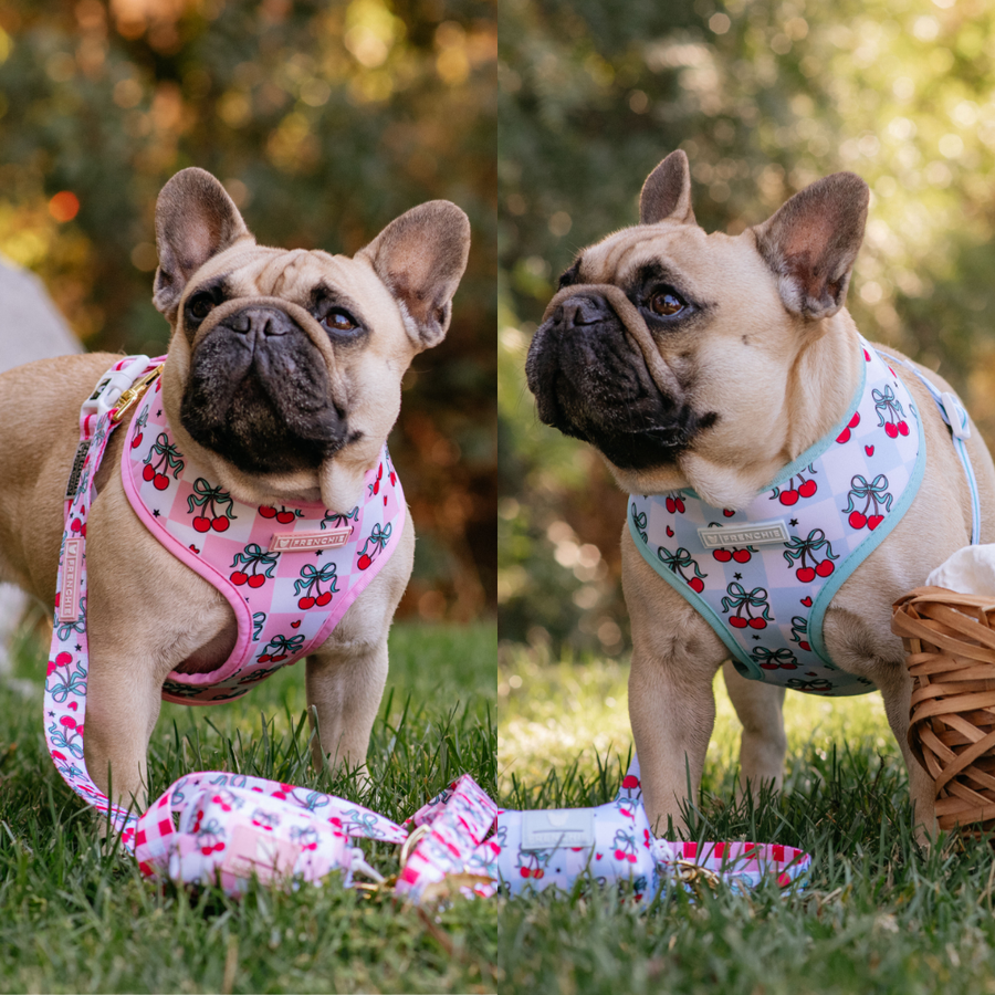 French Bulldog Neck Size Chart | Frenchie Pet Supply Sizing - Frenchie ...