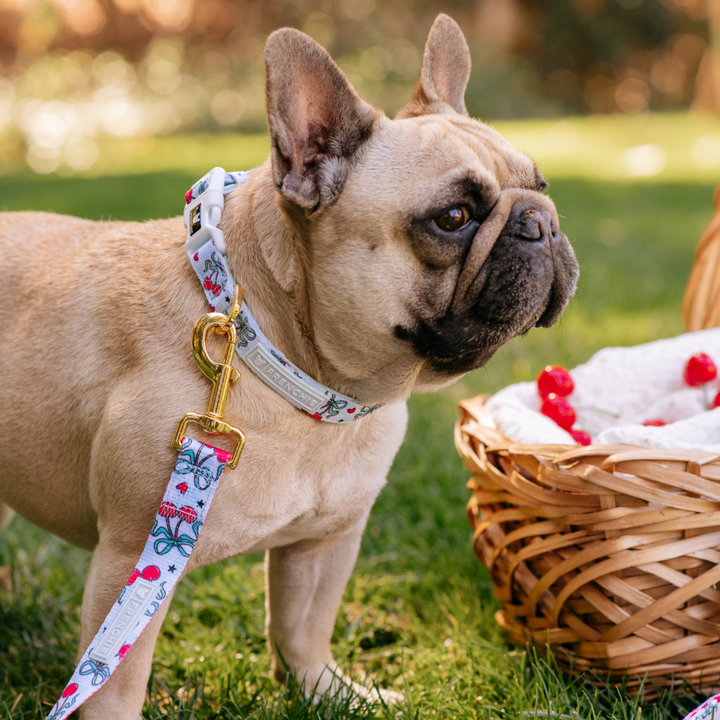 Comfort Collar | Best Collars for French Bulldogs - Frenchie Bulldog
