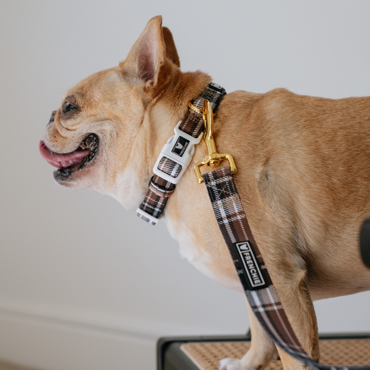 Comfort Collar | Best Collars for French Bulldogs - Frenchie Bulldog