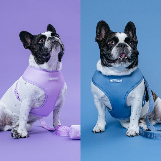 French Bulldog Neck Size Chart | Frenchie Pet Supply Sizing - Frenchie ...