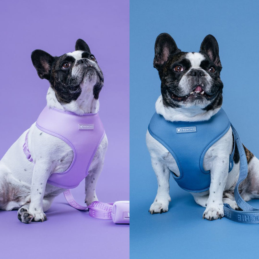 French Bulldog Neck Size Chart | Frenchie Pet Supply Sizing - Frenchie ...