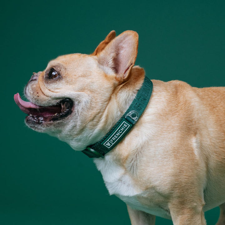 Comfort Collar | Best Collars for French Bulldogs - Frenchie Bulldog