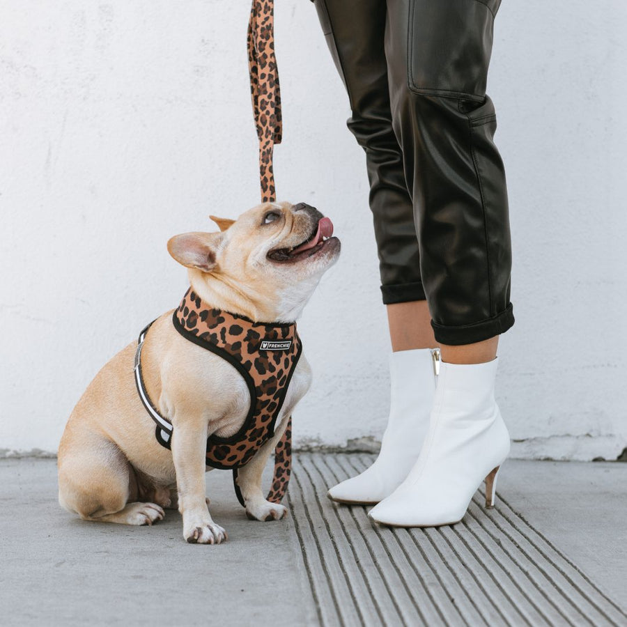 How To Fly Internationally With Your Dogs | Can French Bulldogs Fly ...