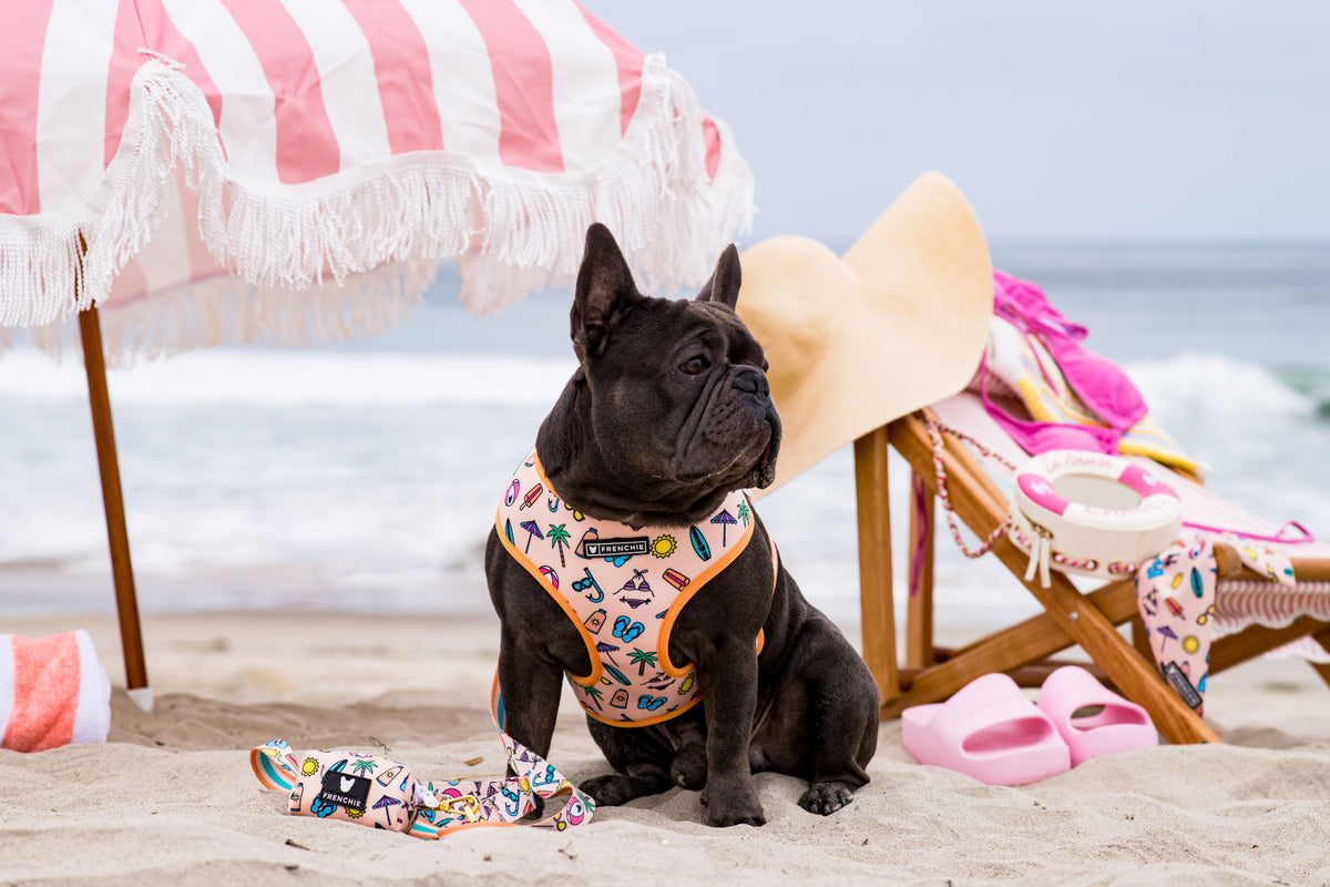 Frenchie Bulldog - (Official Site) Harnesses, Leashes & More