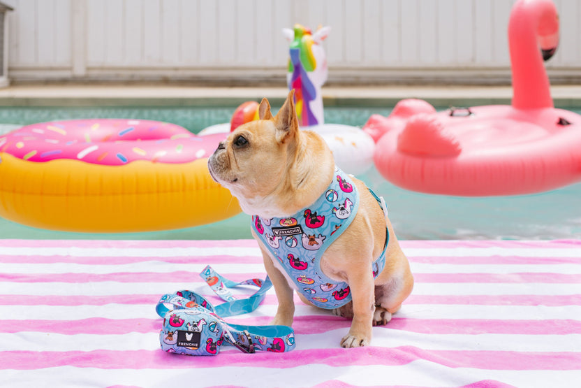 Frenchie Bulldog - (Official Site) Harnesses, Leashes & More