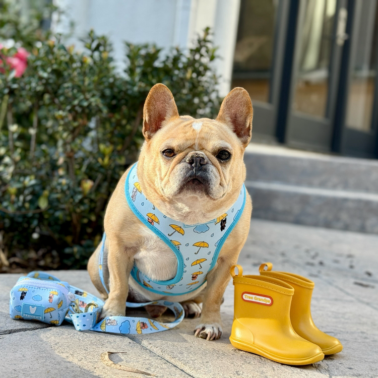 French Bulldog Neck Size Chart | Frenchie Pet Supply Sizing - Frenchie ...