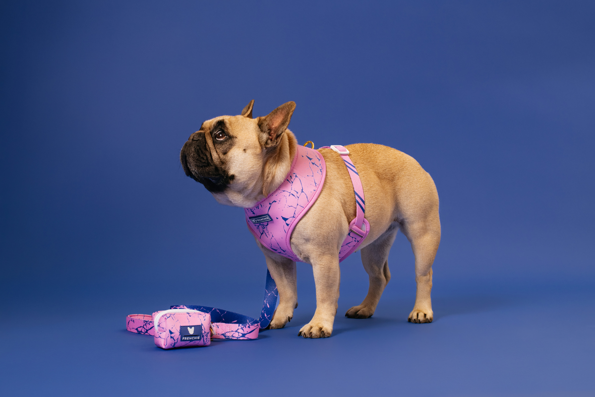 Frenchie Bulldog - (Official Site) Harnesses, Leashes & More