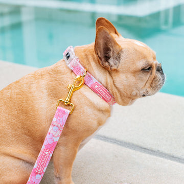 Comfort Collar | Best Collars for French Bulldogs - Frenchie Bulldog