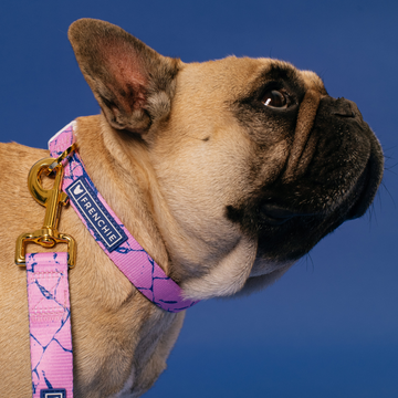 Comfort Collar | Best Collars for French Bulldogs - Frenchie Bulldog