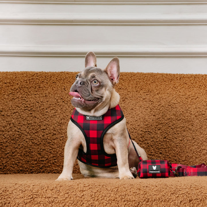 Frenchie Duo Reversible Harness - Frenchie Bulldog