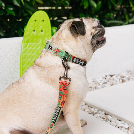 Comfort Collar | Best Collars for French Bulldogs - Frenchie Bulldog