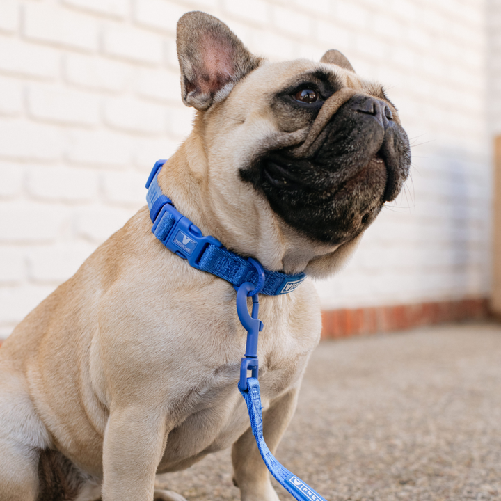 Comfort Collar | Best Collars for French Bulldogs - Frenchie Bulldog