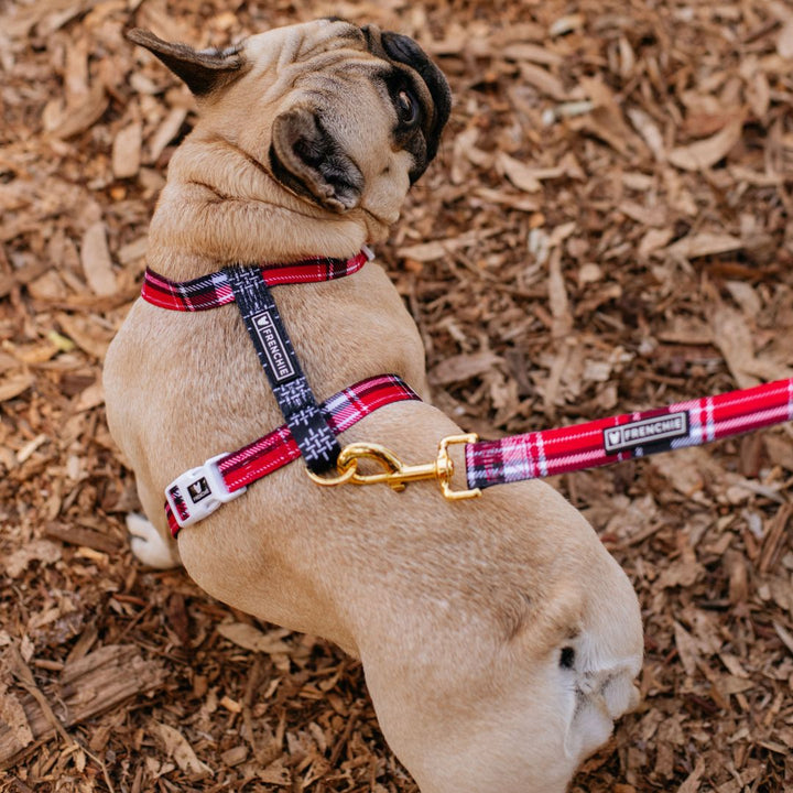 Strap Harness | Strap on With Harness - Frenchie Bulldog