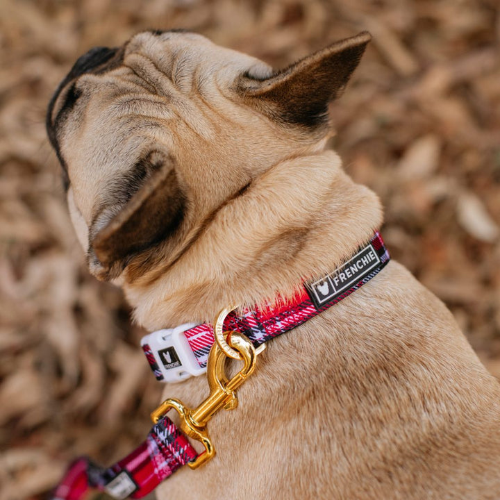 Comfort Collar | Best Collars for French Bulldogs - Frenchie Bulldog
