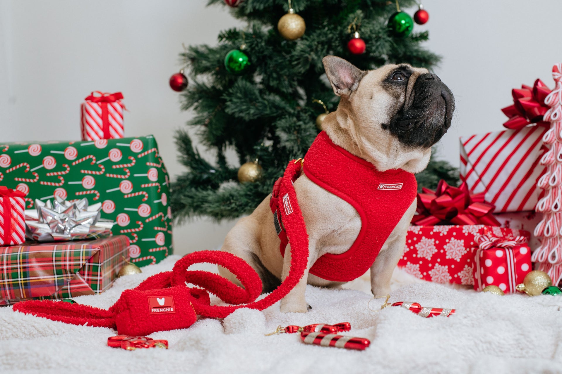 Frenchie Bulldog - (Official Site) Harnesses, Leashes & More