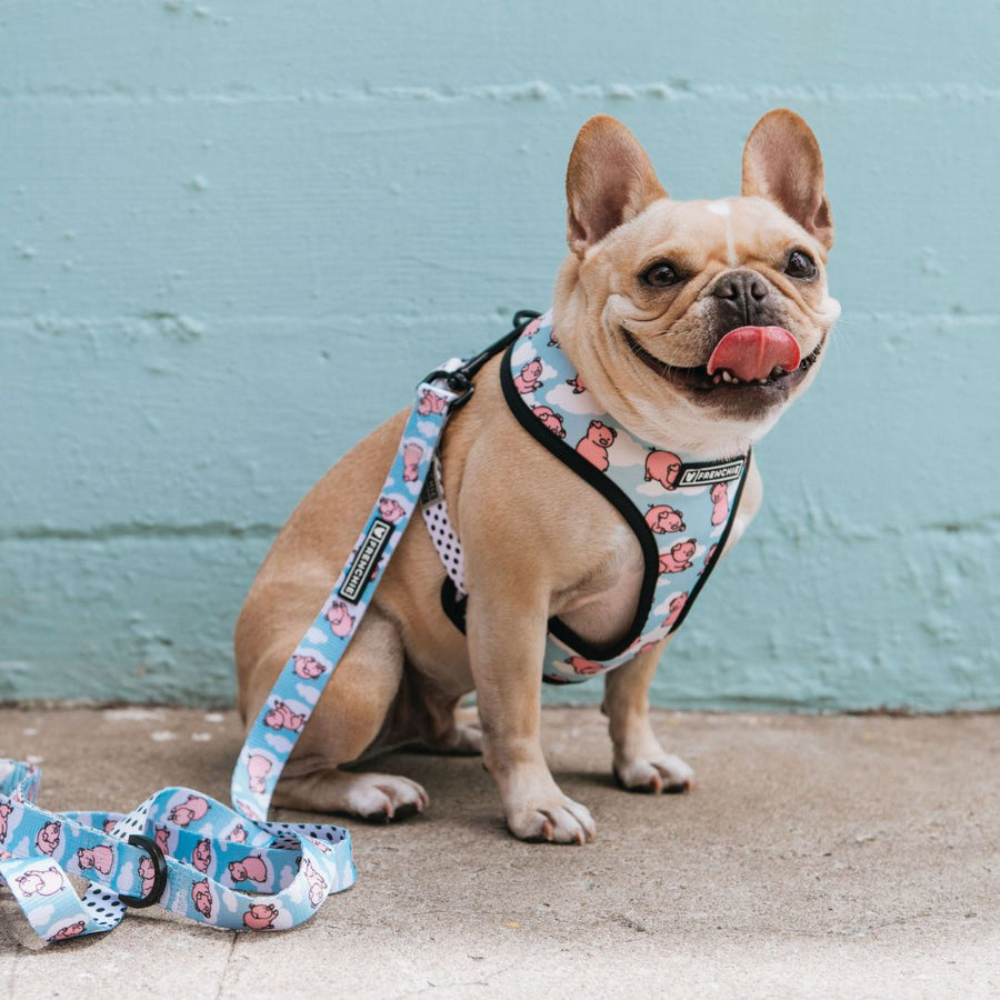 The 6 Must Haves for Flying with your Pup – Frenchie Bulldog