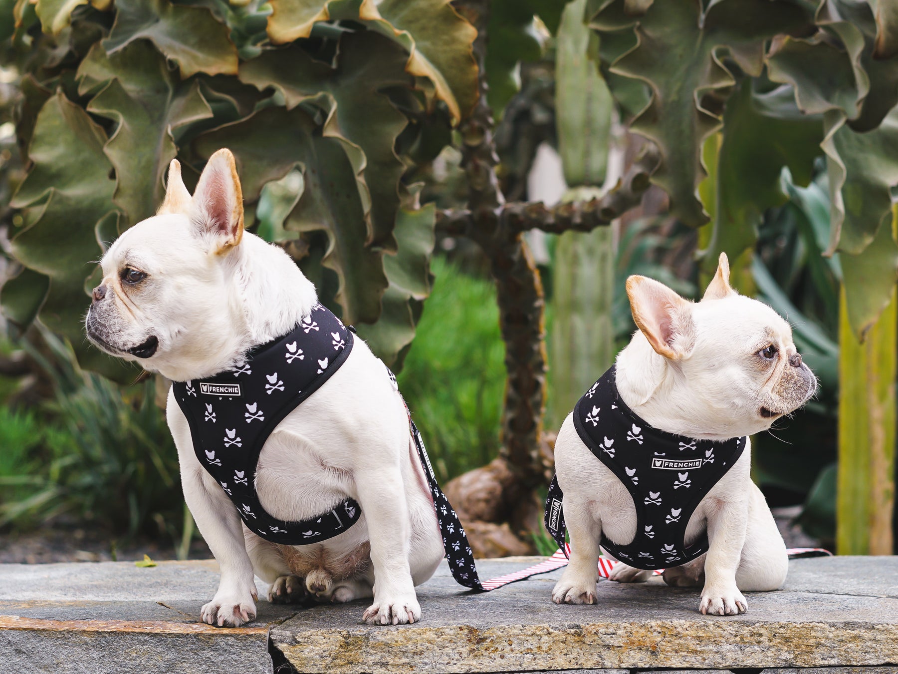 Frenchie Duo Reversible Dog Harness - Bad To The Bone | Shop French ...