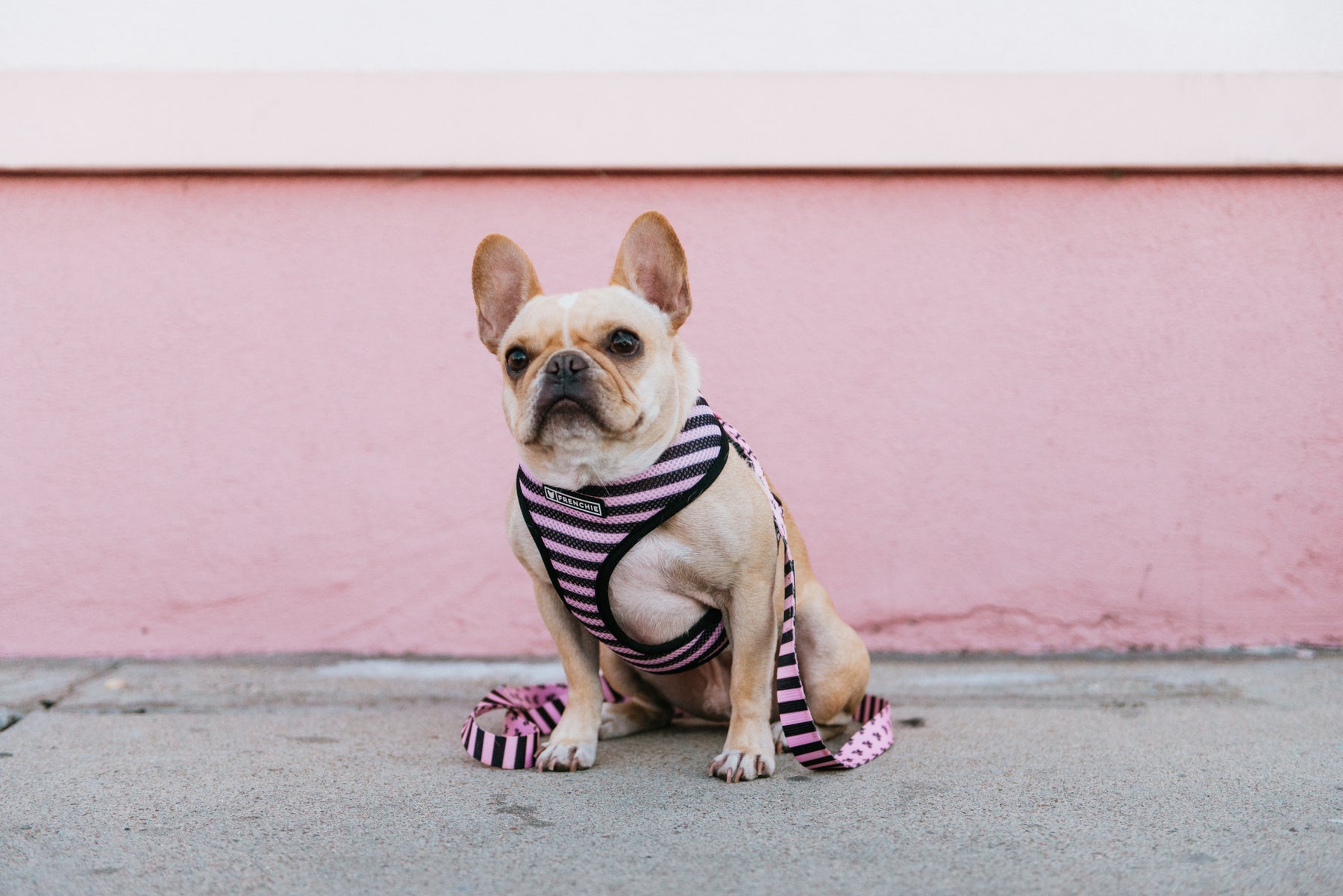 Frenchie Duo Reversible Harness | Pink Bad to the Bone | Shop for Pink ...