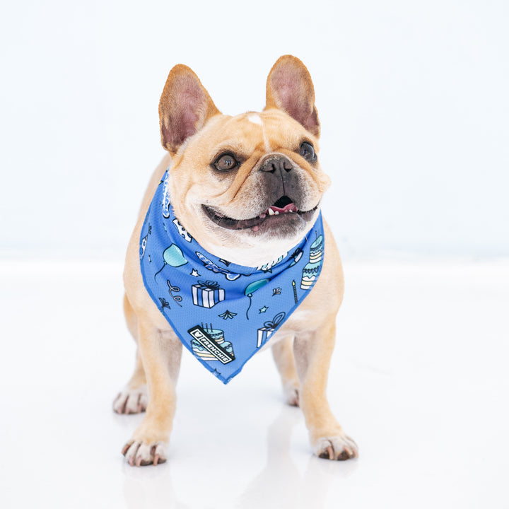 Sale | Frenchie Bulldog Com