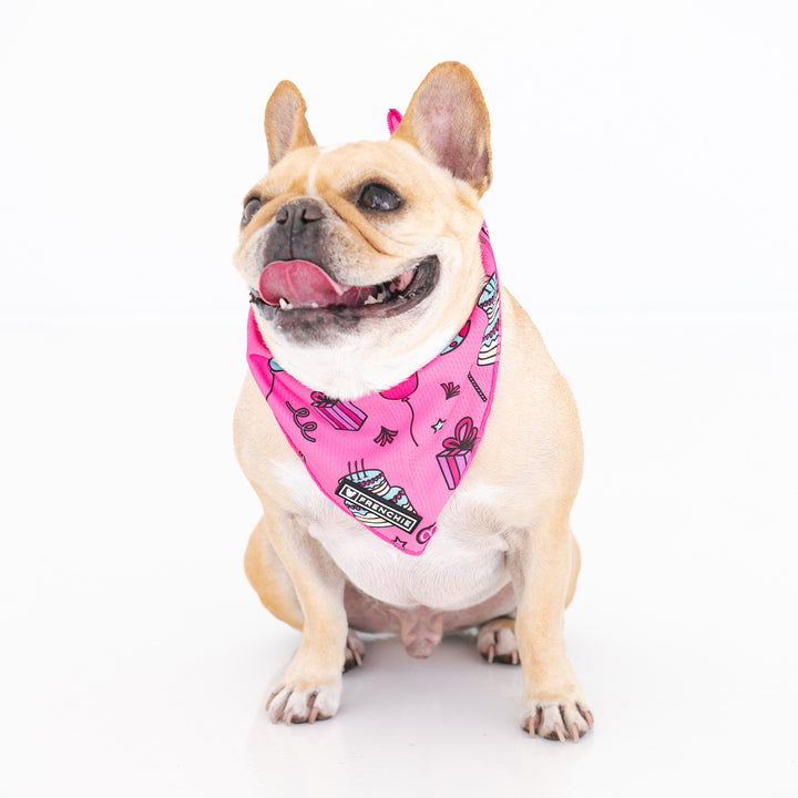 Sale | Frenchie Bulldog Com