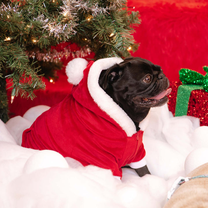 Frenchie Dog Hoodie - Santa – Frenchie Bulldog