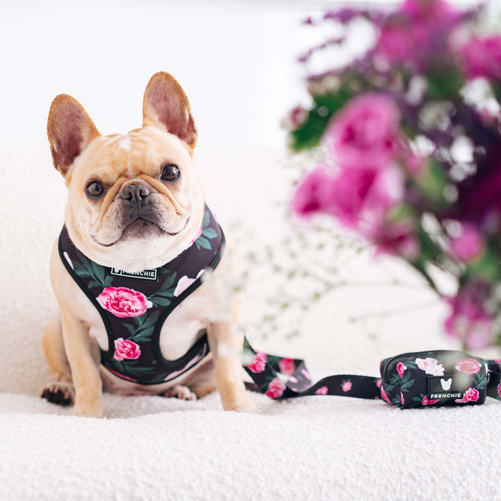 Frenchie Duo Reversible Harness - Frenchie Bulldog