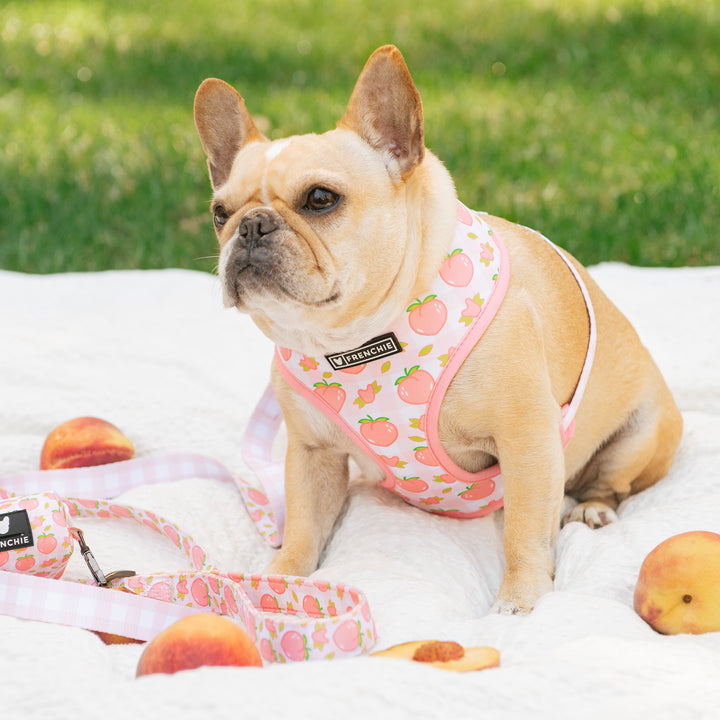 Frenchie Duo Reversible Harness - Frenchie Bulldog